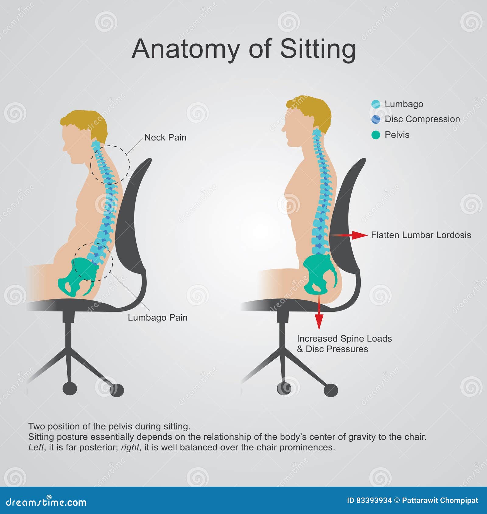 Anatomía de sentarse ilustración del vector. Ilustración de humano ...