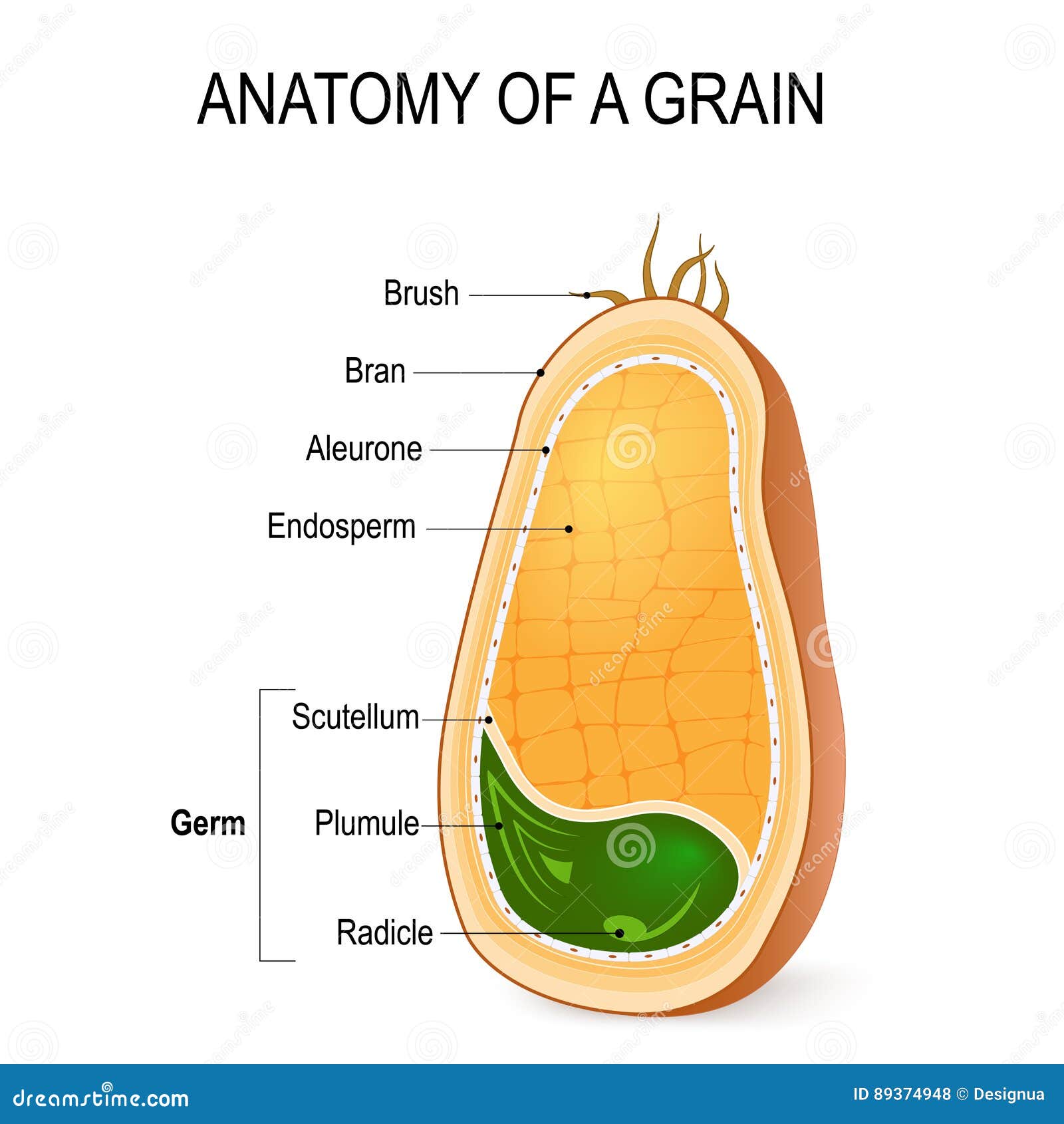 Anatomía De Un Grano Dentro De La Semilla Ilustración del Vector ...
