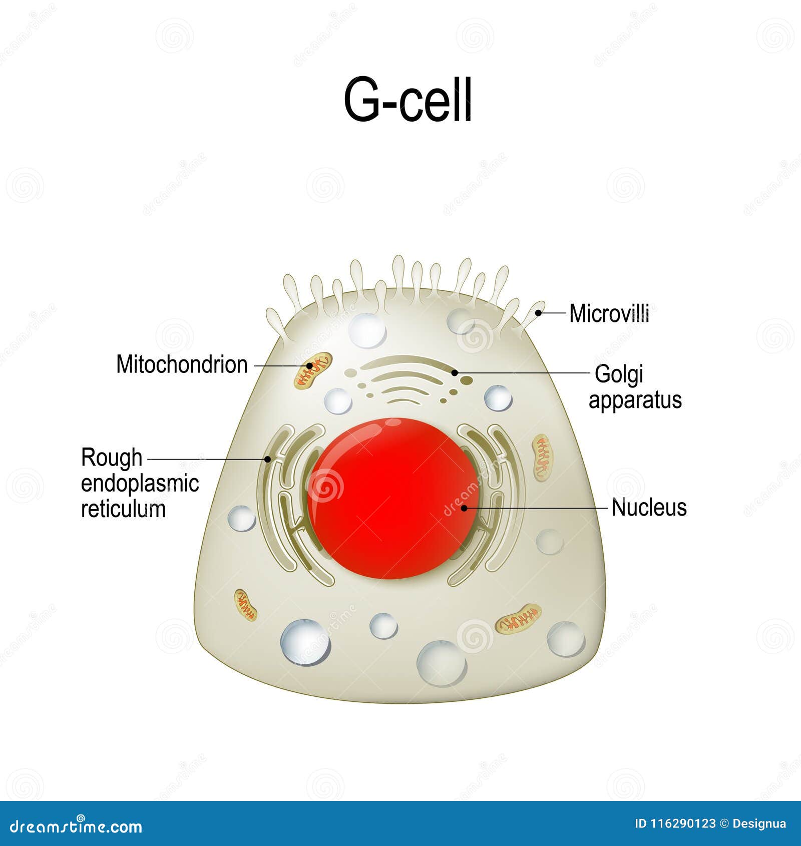 Anatomía De Una G-célula Gastrin Ilustración del Vector - Ilustración ...