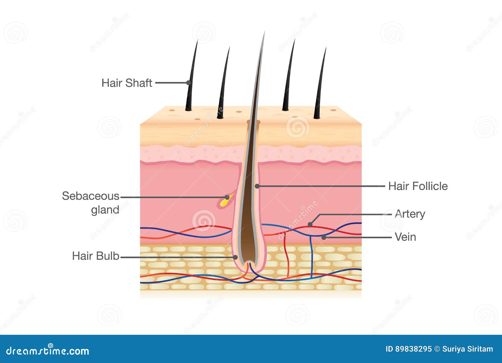 Anatomía Del Cabello Humano