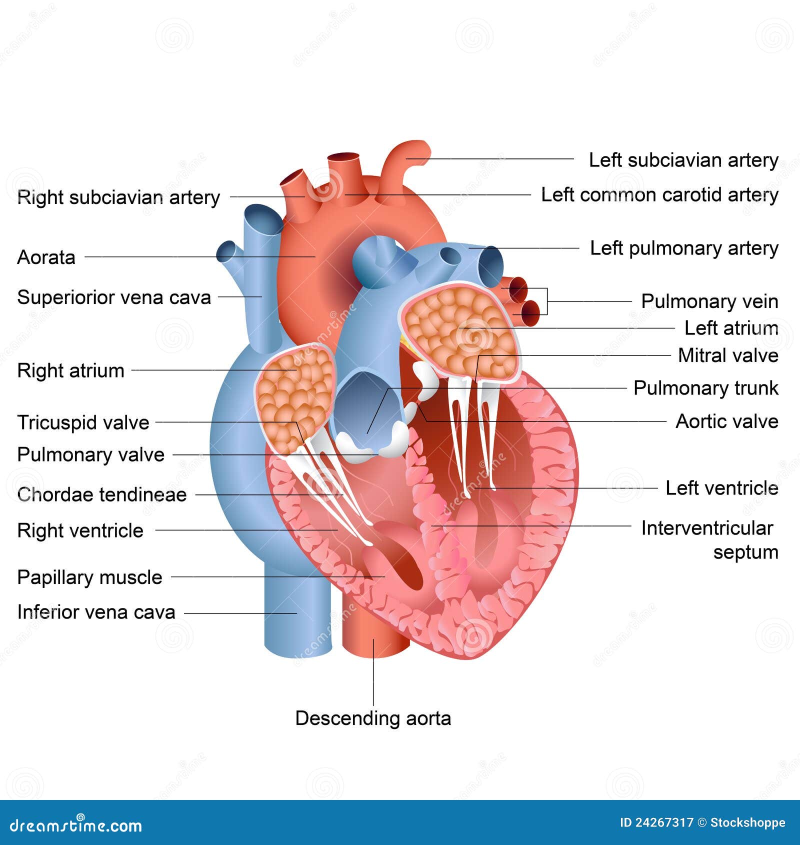 Anatomía Simple Del Corazón Corazón Vikidia