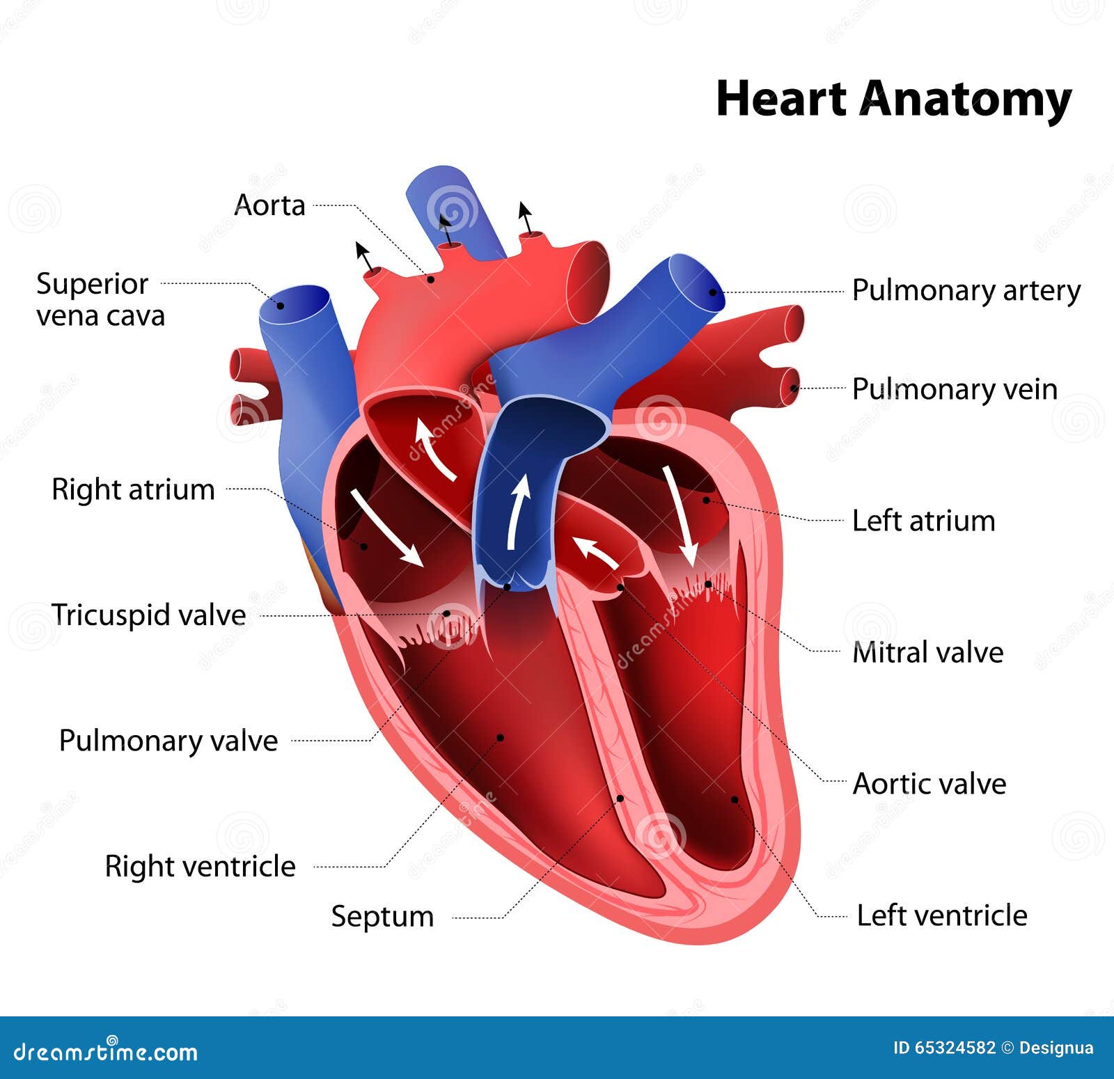 Anatomía del corazón ilustración del vector. Ilustración de ciencia ...
