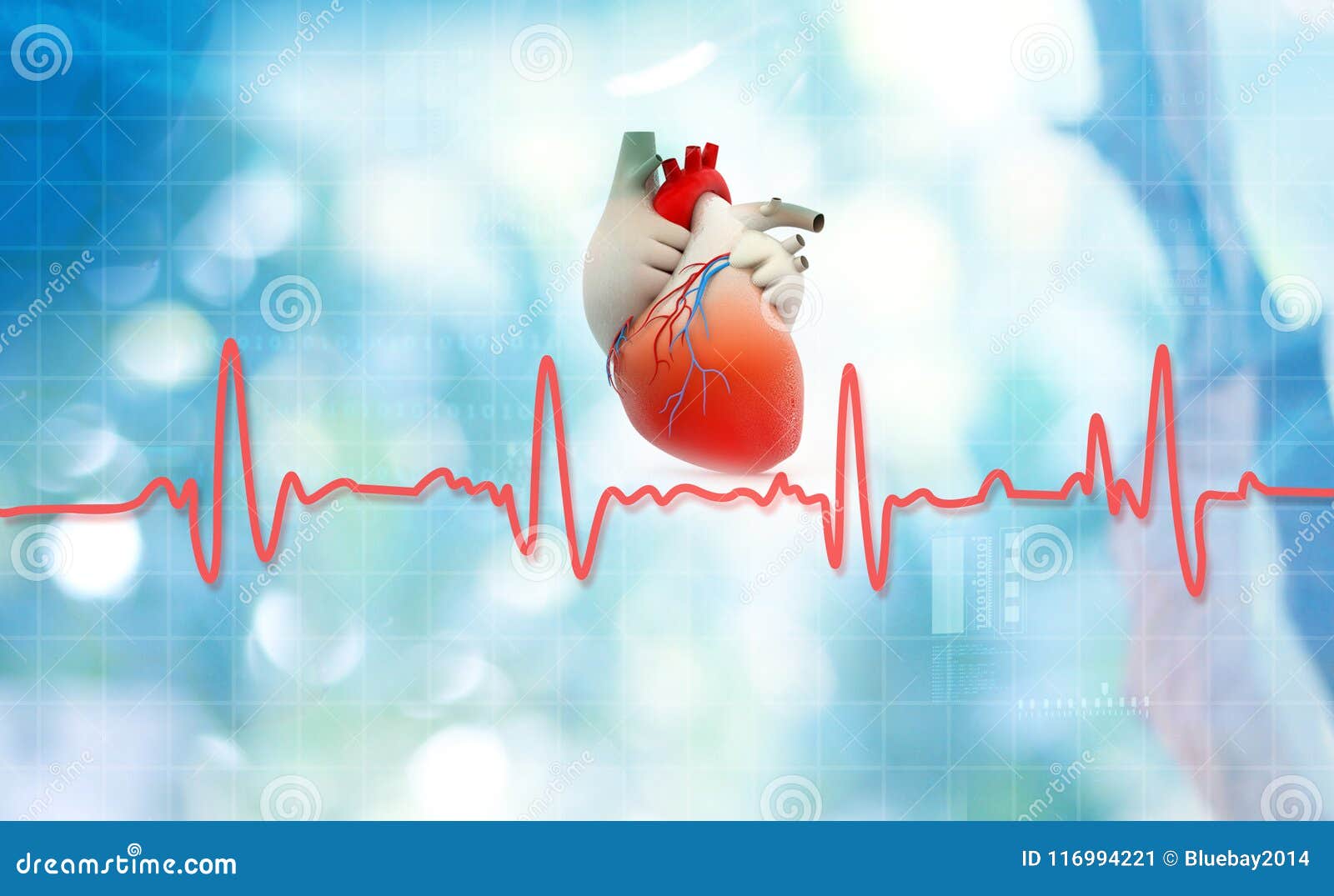 Anatomía Del Corazón Con Ritmo Normal Del Latido Del Corazón Stock de ...