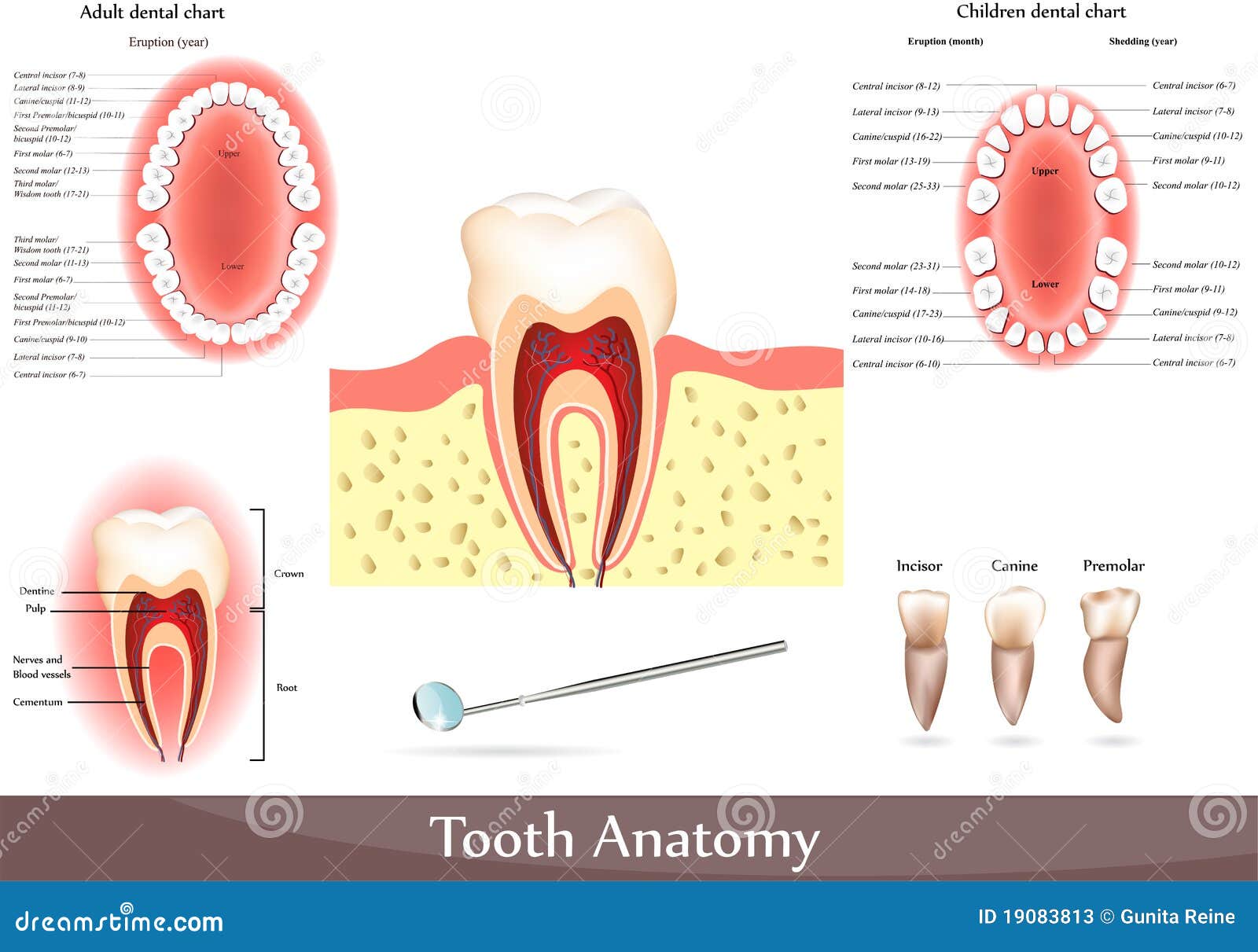 Anatomía del diente ilustración del vector. Ilustración de adulto ...