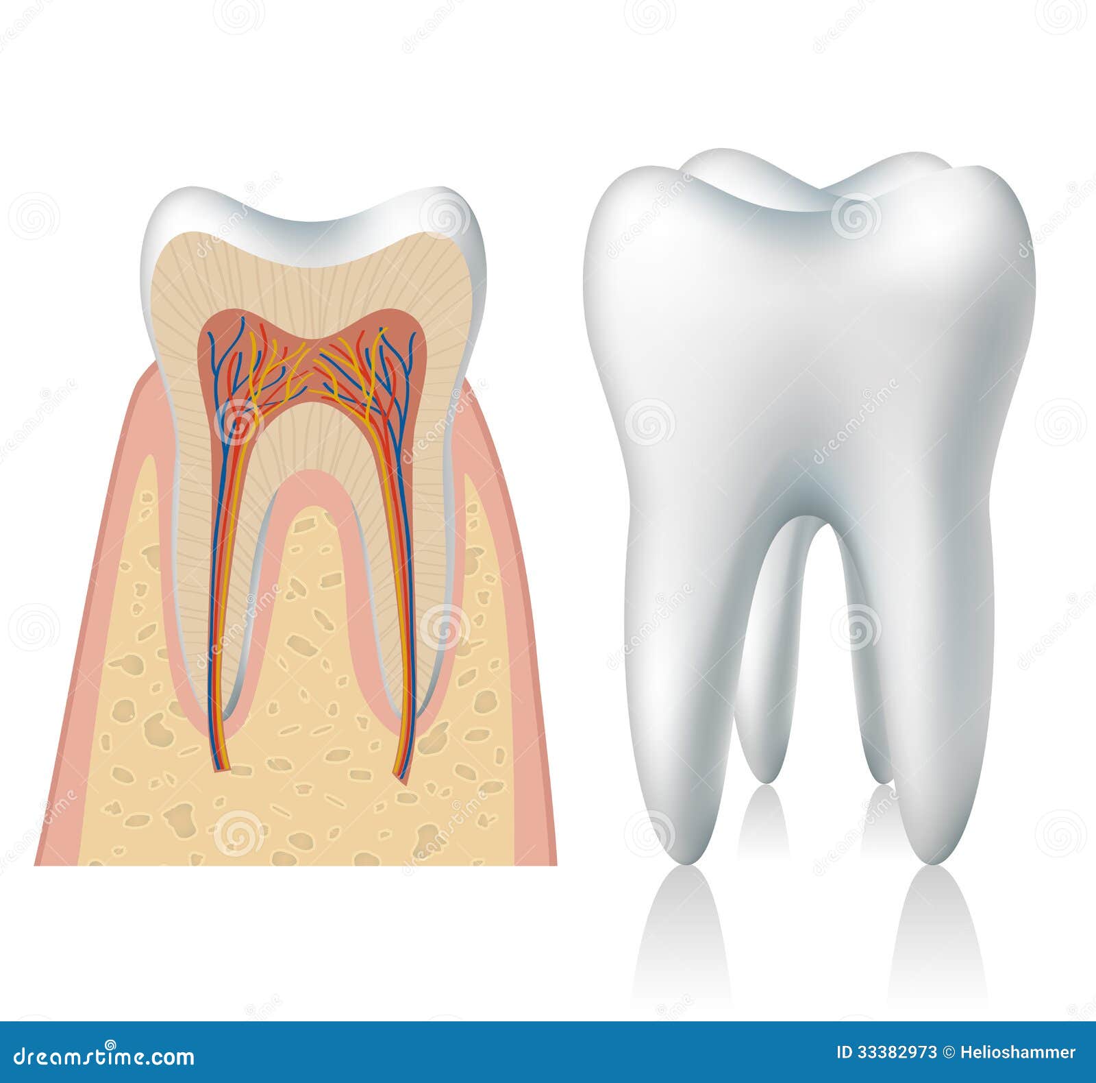 Anatomía del diente ilustración del vector. Ilustración de dentista ...