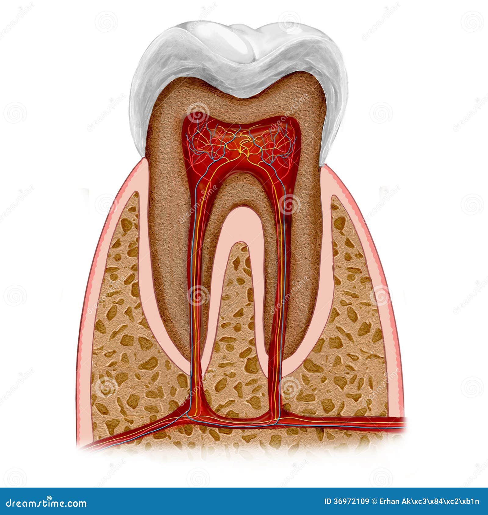 Anatomía del diente stock de ilustración. Ilustración de boca - 36972109