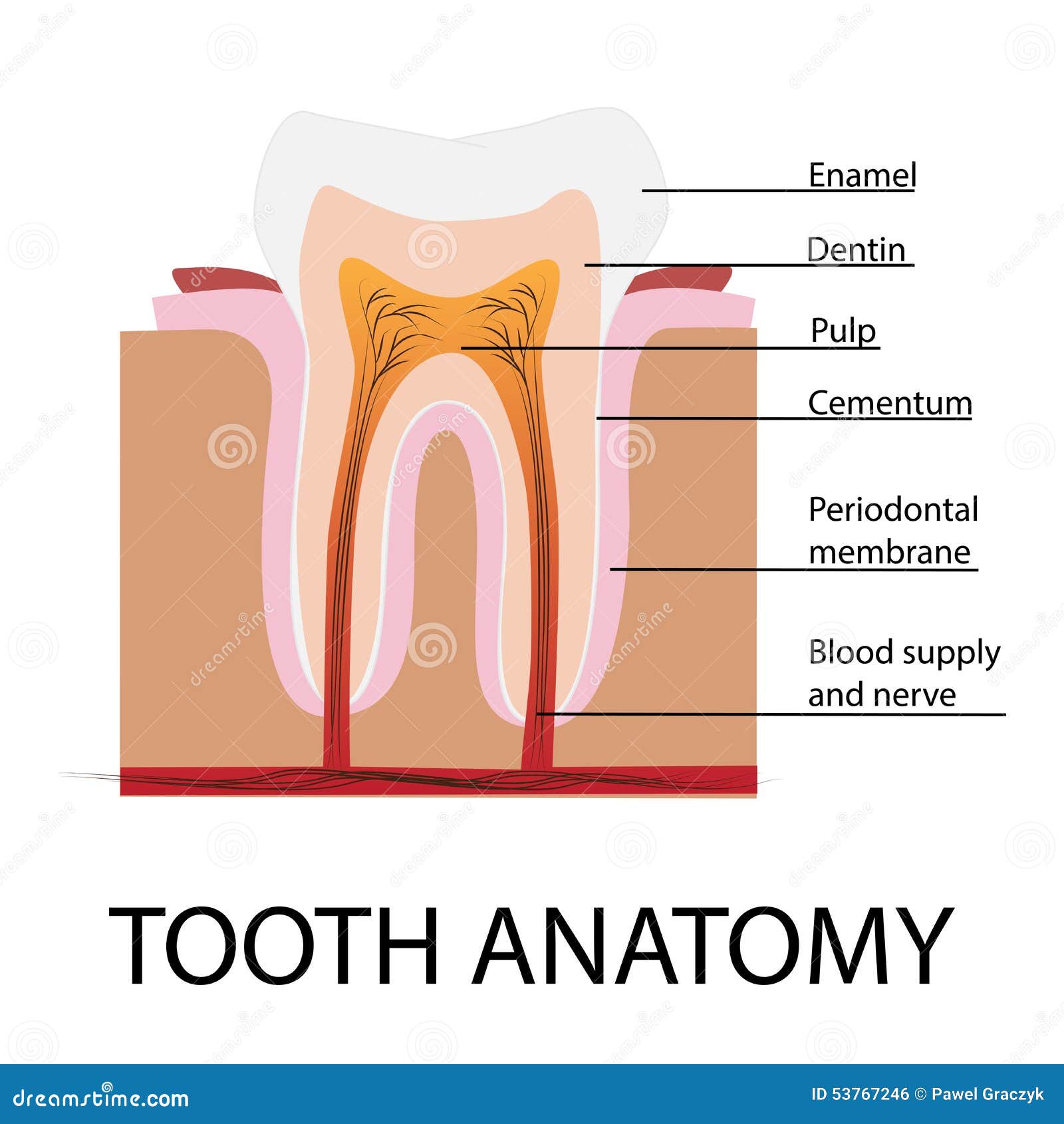 Anatomía Del Diente Del Vector Ilustración del Vector - Ilustración de ...