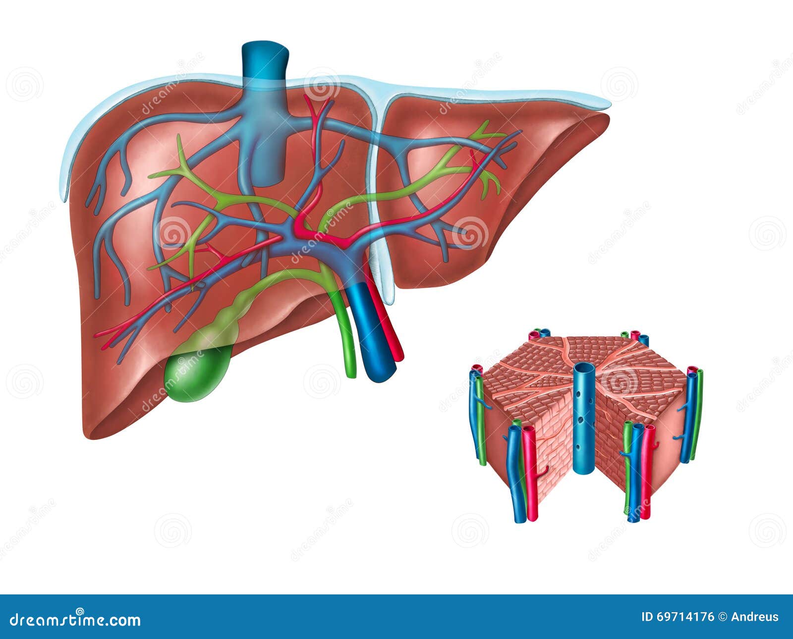 Anatomía del hígado stock de ilustración. Ilustración de interno - 69714176