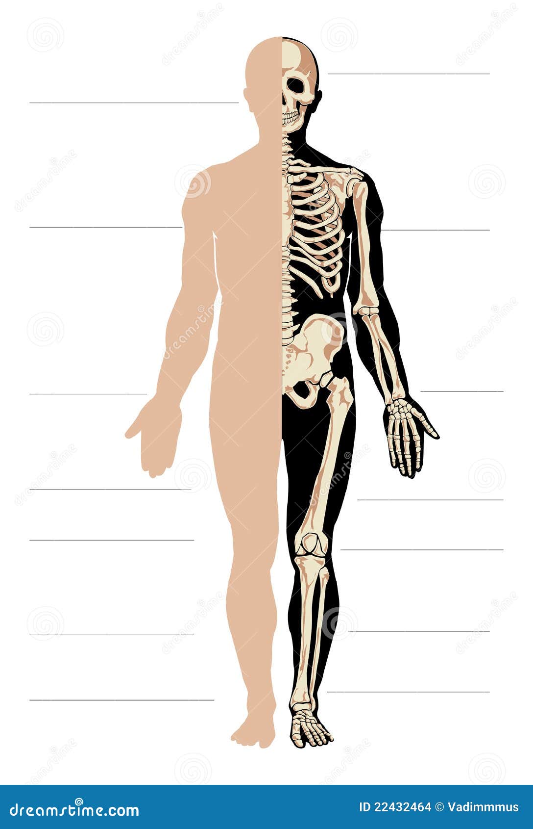 Anatomía del hombre ilustración del vector. Ilustración de farmacia ...