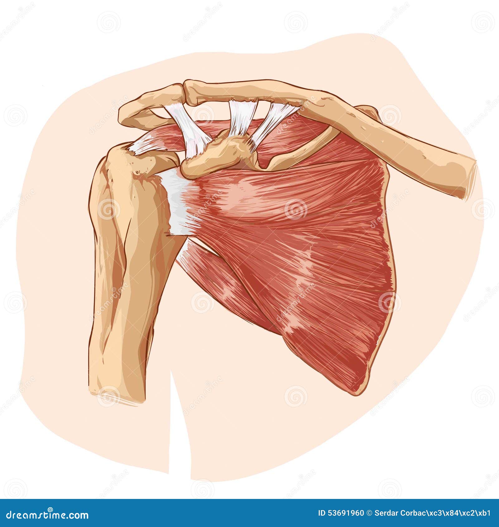 Anatomía del hombro ilustración del vector. Ilustración de médico ...