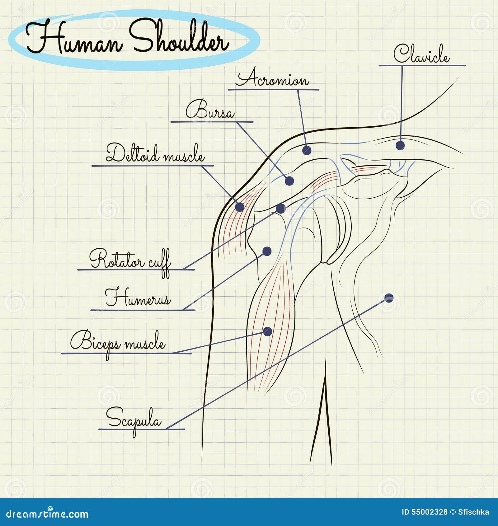 Anatomía del hombro humano ilustración del vector. Ilustración de ...
