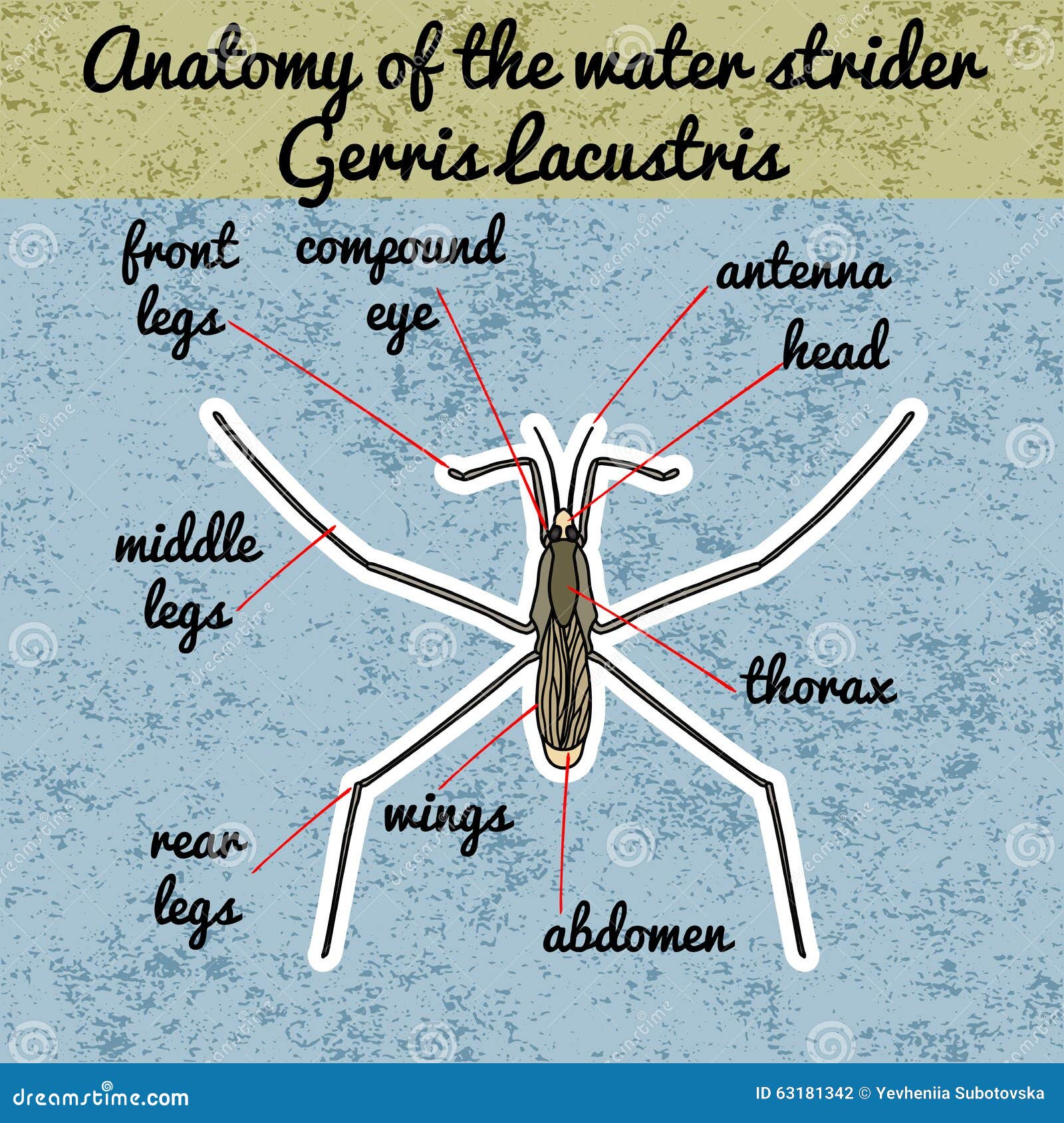 Anatomía Del Insecto Agua Común Strider Gerridae Ilustración del Vector ...