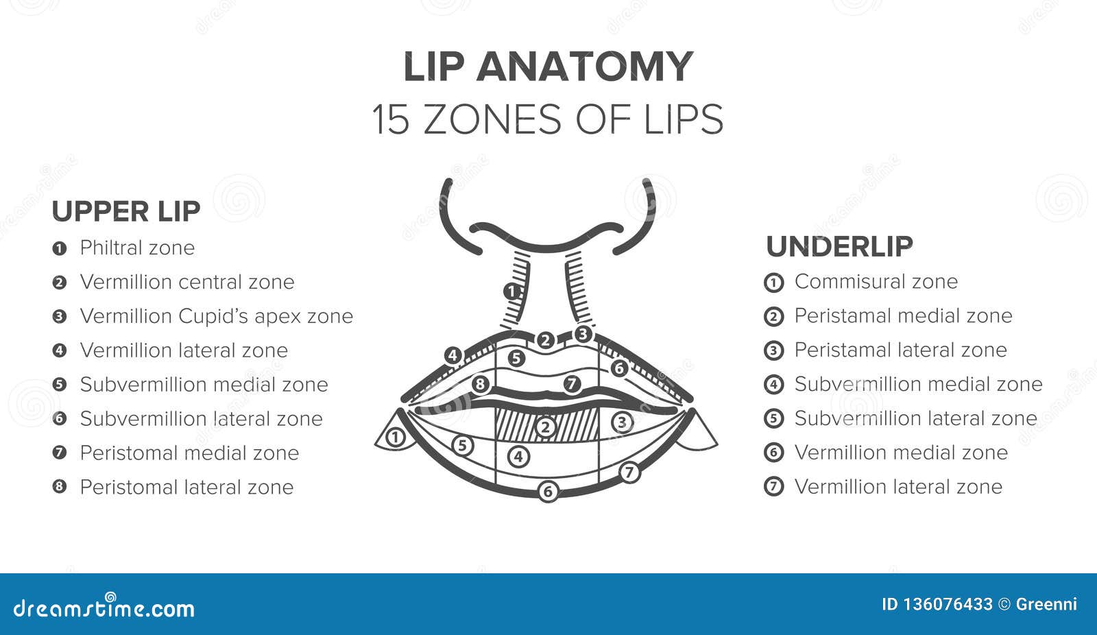 Anatomía Del Labio 15 Zonas De Labios Inyecciones Del Labio Ilustración ...
