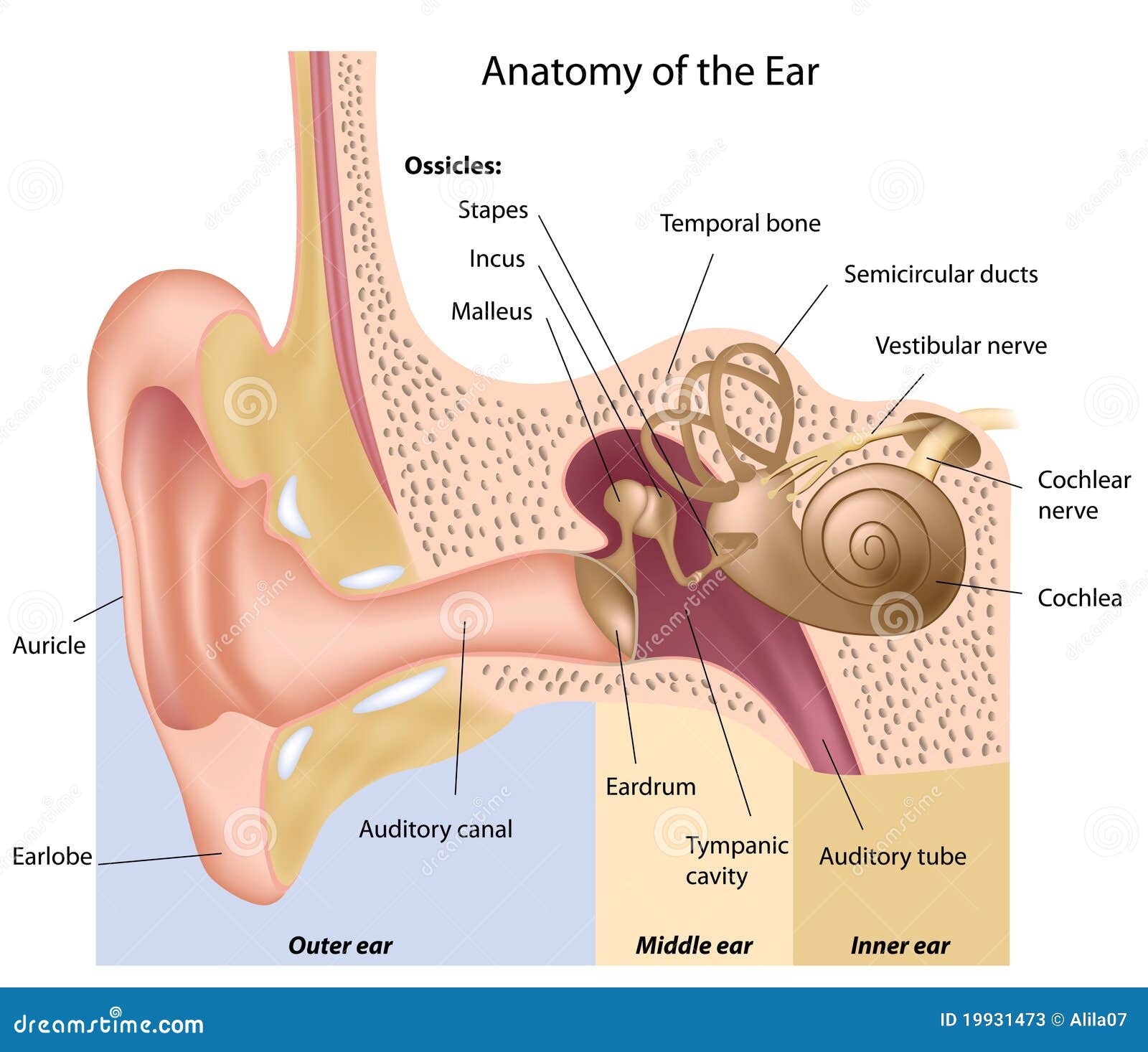 Anatomía Del Oído Fotos de archivo - Imagen: 19931473
