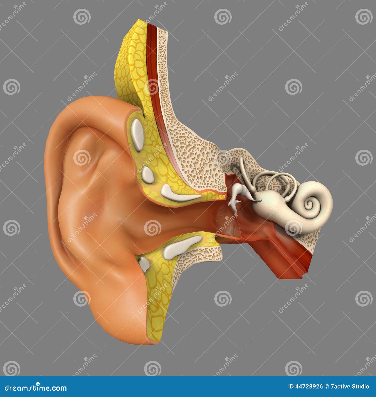 Anatomía del oído stock de ilustración. Ilustración de membrana - 44728926