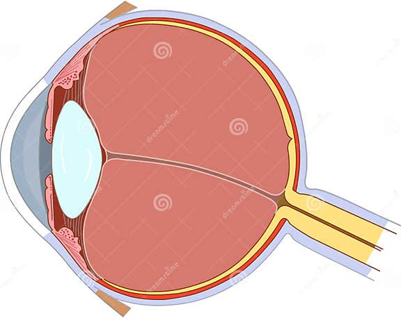 Anatomía del ojo ilustración del vector. Ilustración de arterias - 9761129
