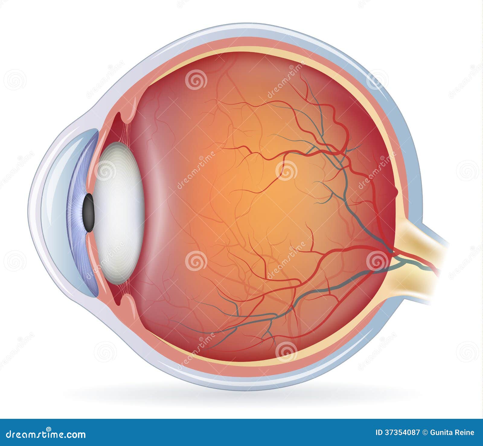 Anatomía del ojo humano ilustración del vector. Ilustración de ...
