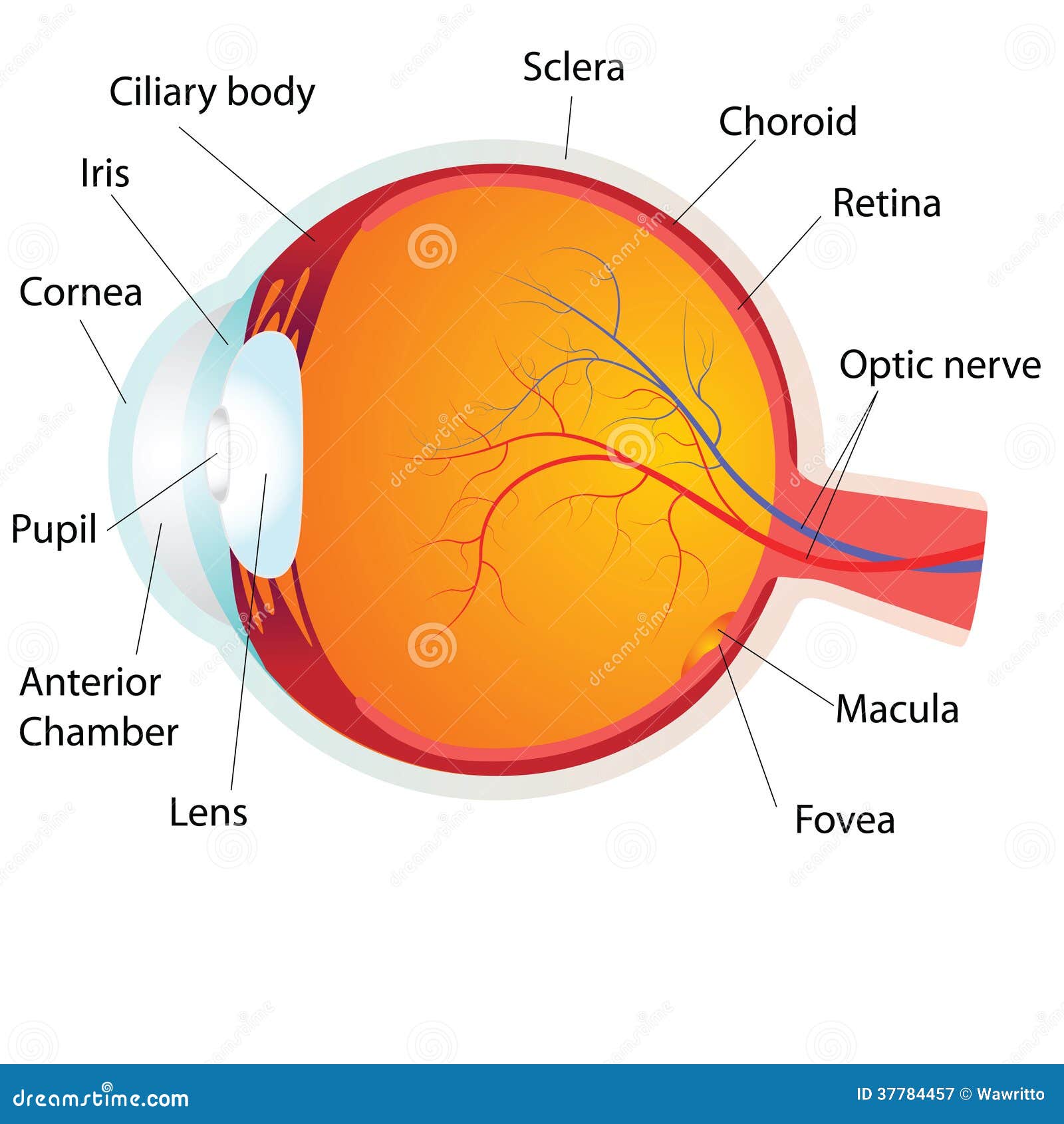 Anatomía del ojo humano, ilustración del vector. Ilustración de ...