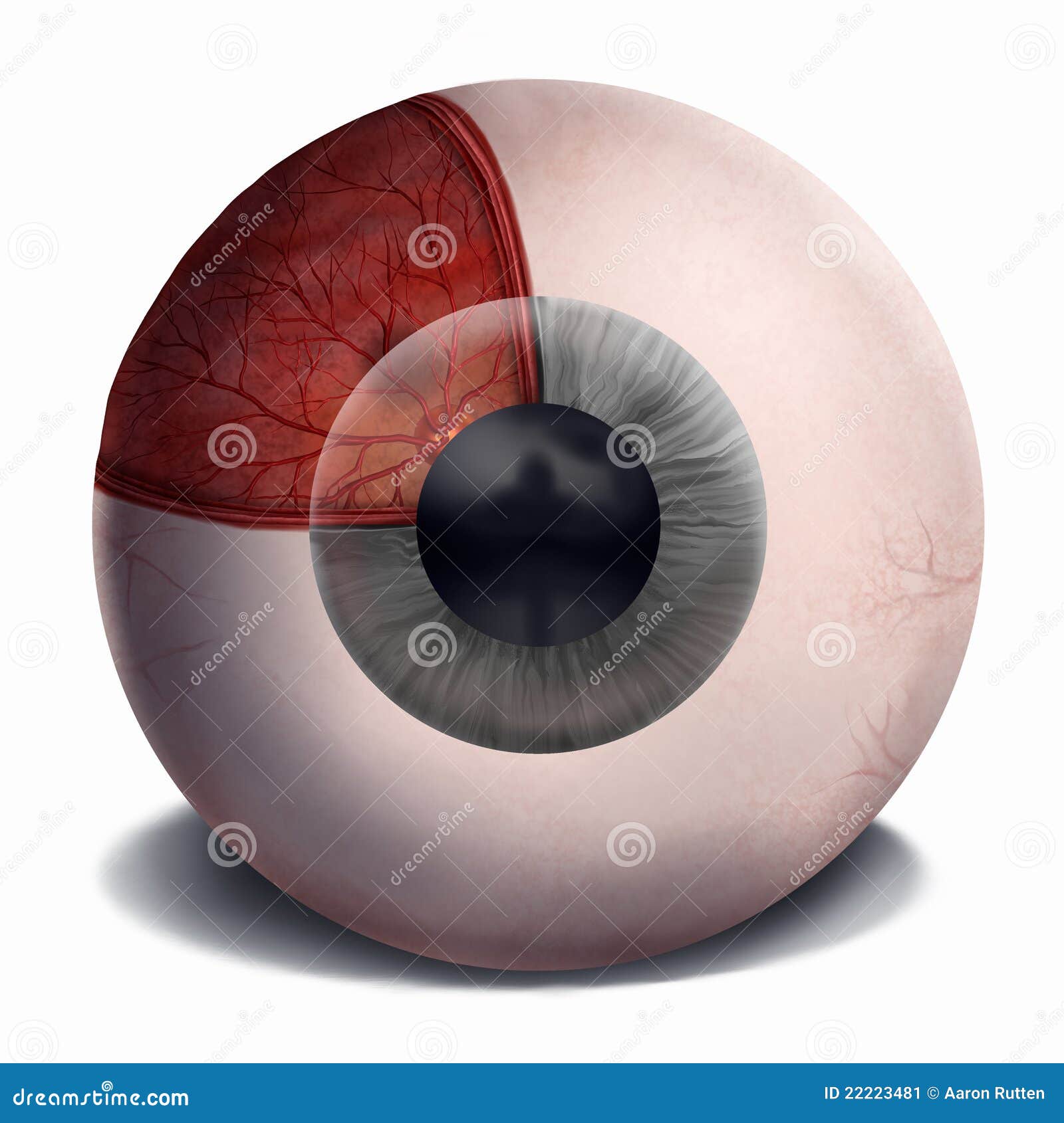 Anatomía Del Ojo Humano - Pintura Imagen de archivo - Imagen: 22223481