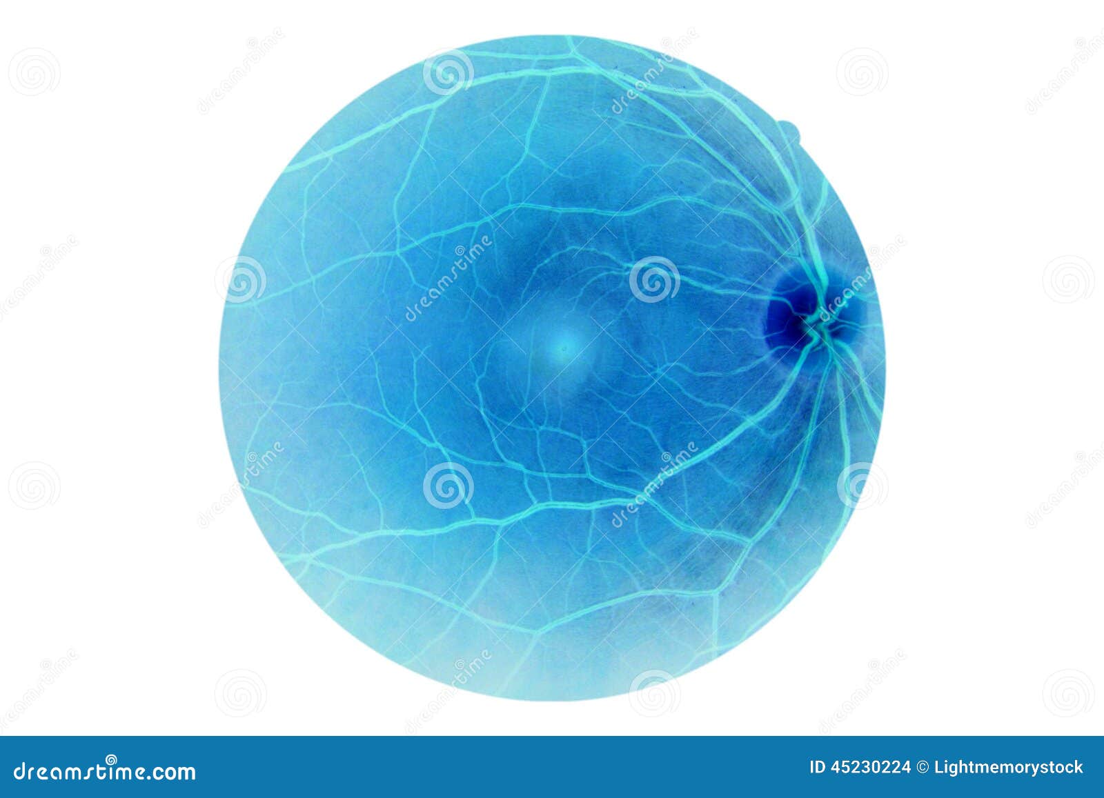 Anatomía Del Ojo Humano, Retina Foto de archivo - Imagen de foso, vista ...