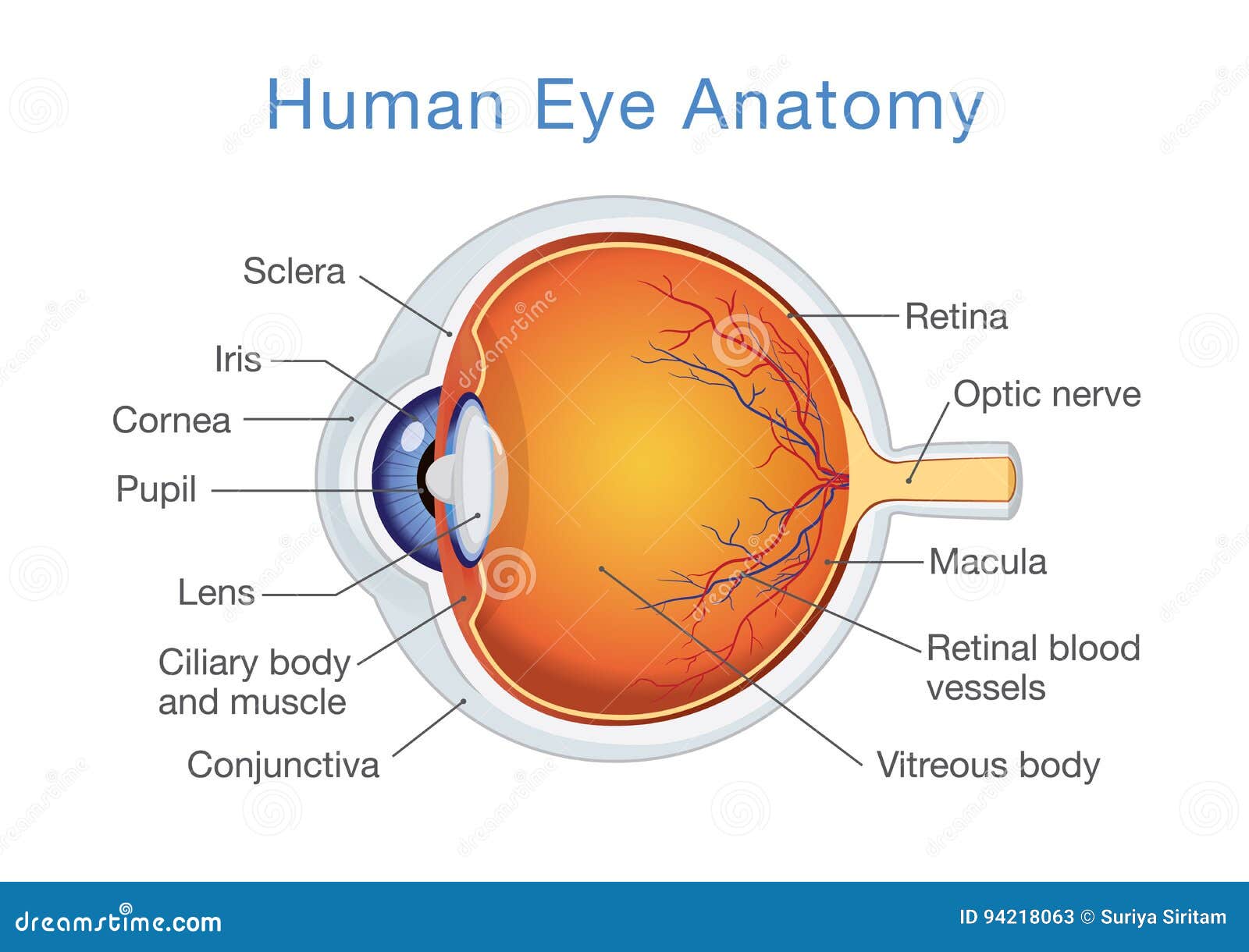 Anatomía Del Ojo Humano Y De Descripciones Ilustración del Vector ...