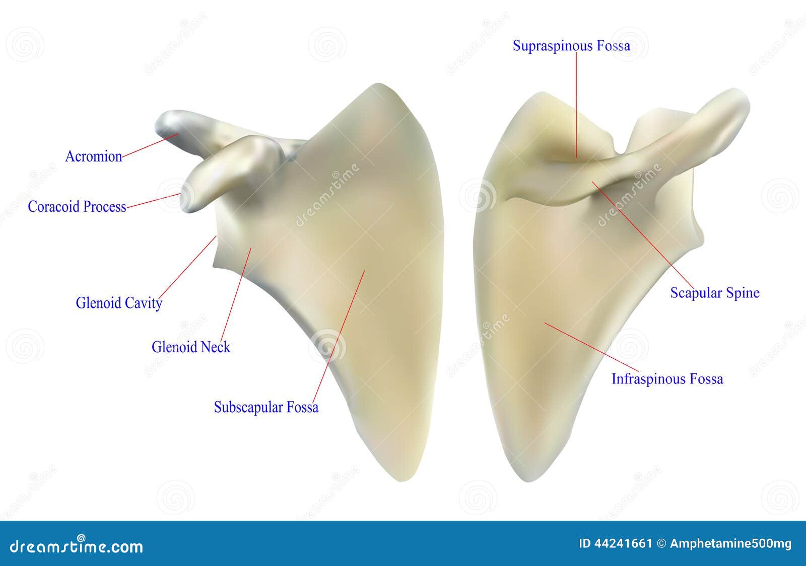 Anatomía del omóplato stock de ilustración. Ilustración de médico ...
