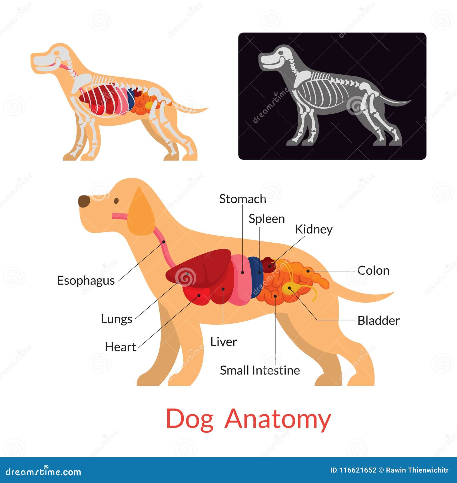 Anatomía Interna Del Perro Canis Familiaris Wikipedia, La