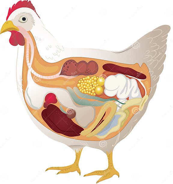 Anatomía del pollo stock de ilustración. Ilustración de esqueleto ...
