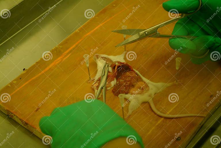 Anatomía del ratón foto de archivo. Imagen de contagioso - 29026260