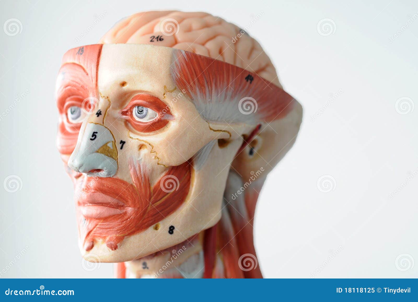 Anatomía Del Ser Humano De La Cara Imagen de archivo - Imagen de ...