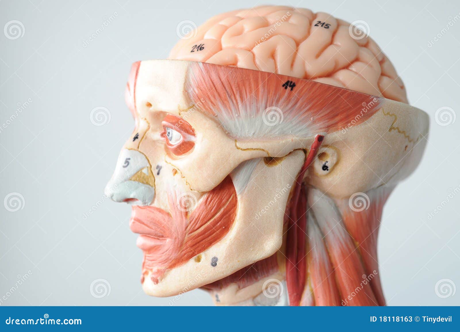 Anatomía Del Ser Humano De La Cara Imagen de archivo - Imagen de ...
