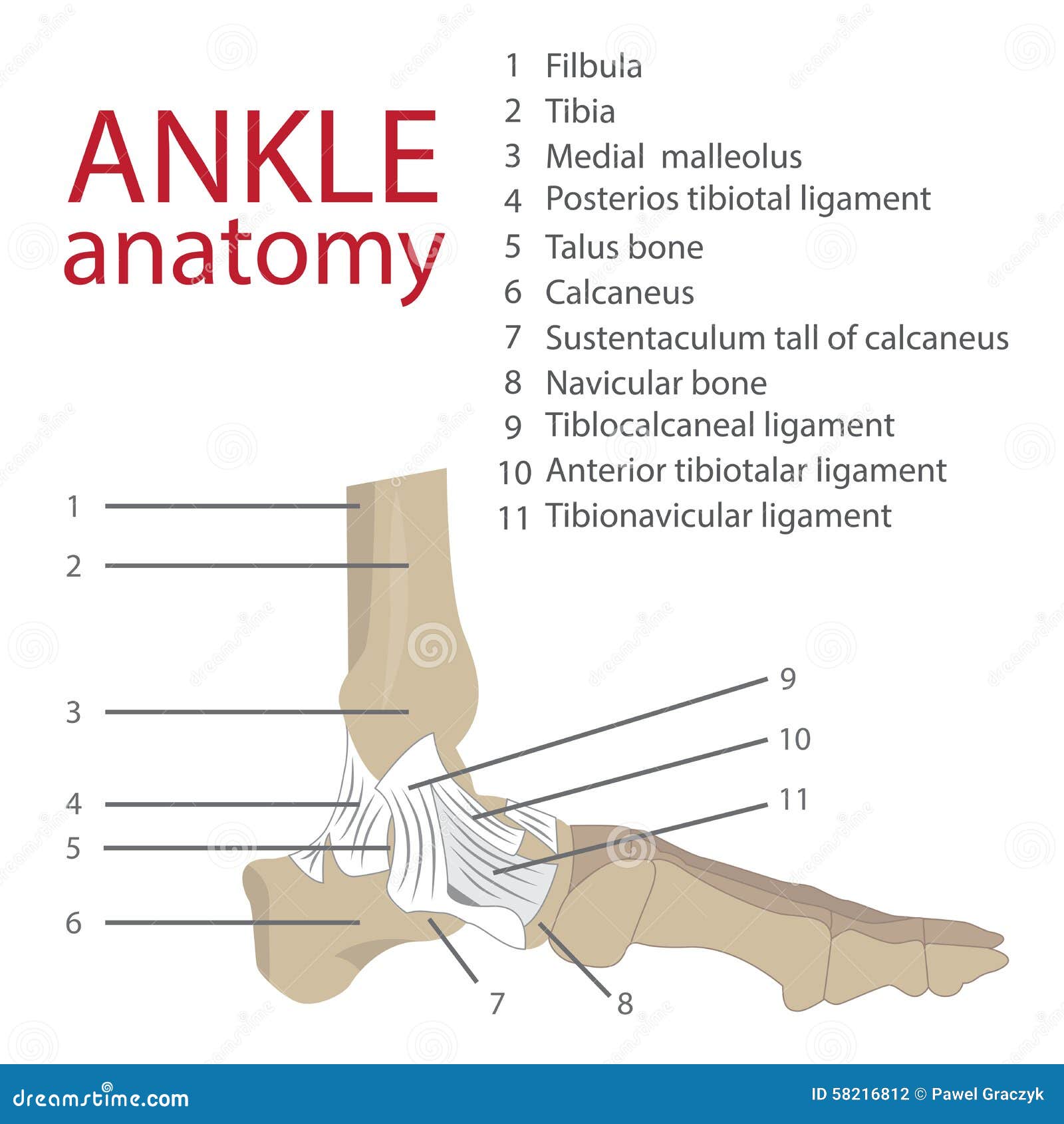 Anatomía del tobillo ilustración del vector. Ilustración de aquiles ...