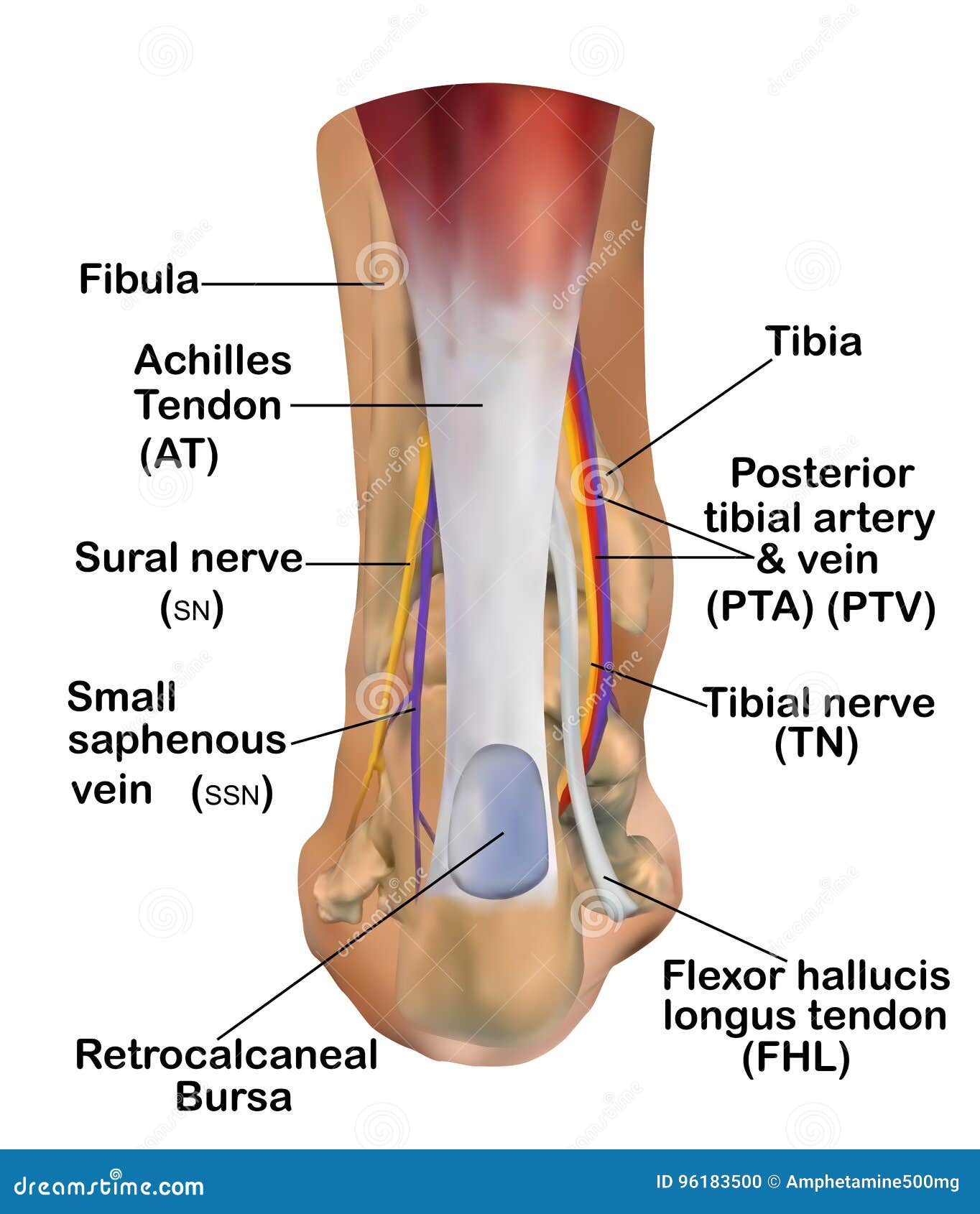 Anatomía del tobillo stock de ilustración. Ilustración de tobillo ...