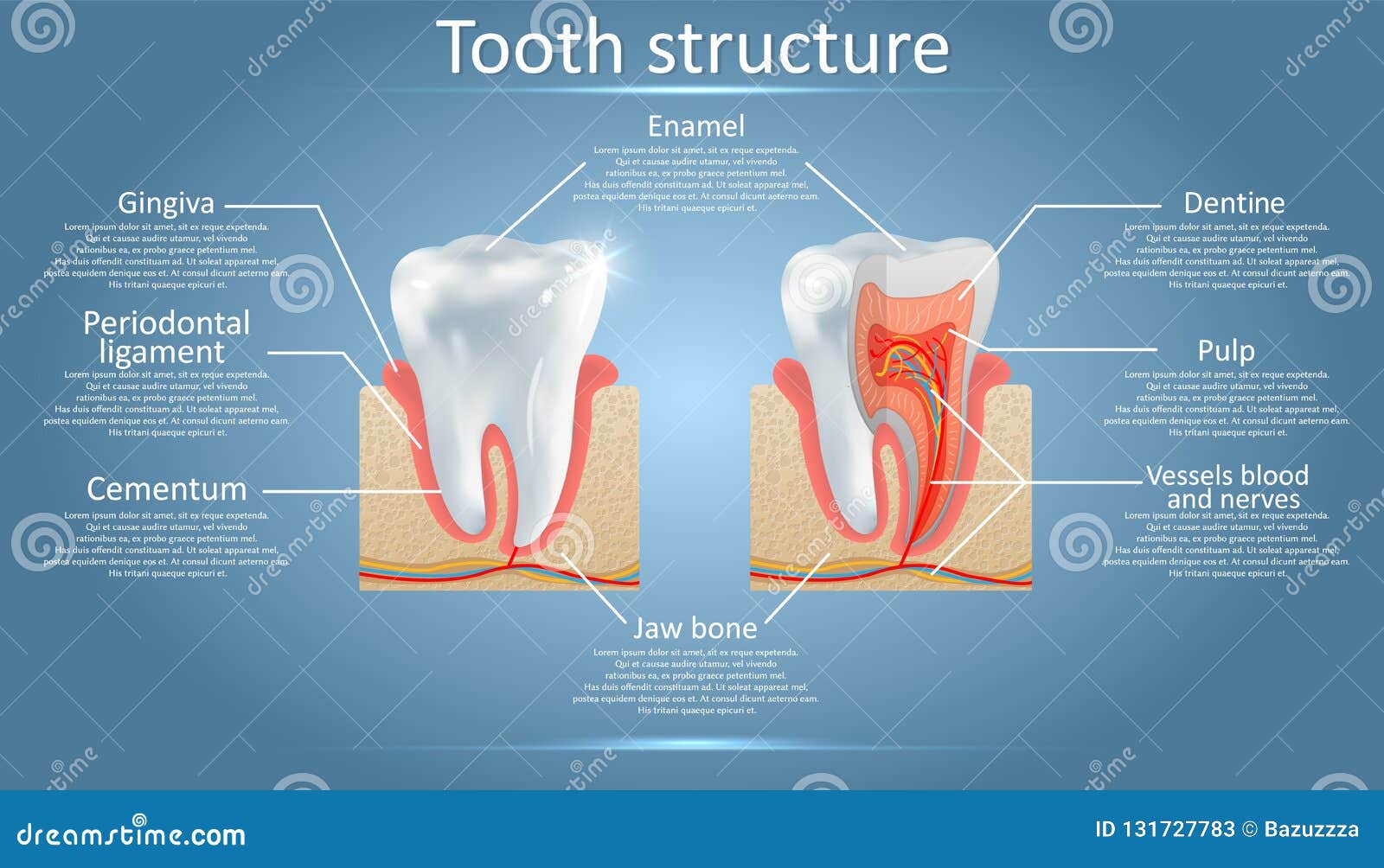 Anatomía Del Vector Y Diagrama Dentales De La Estructura Del Diente ...