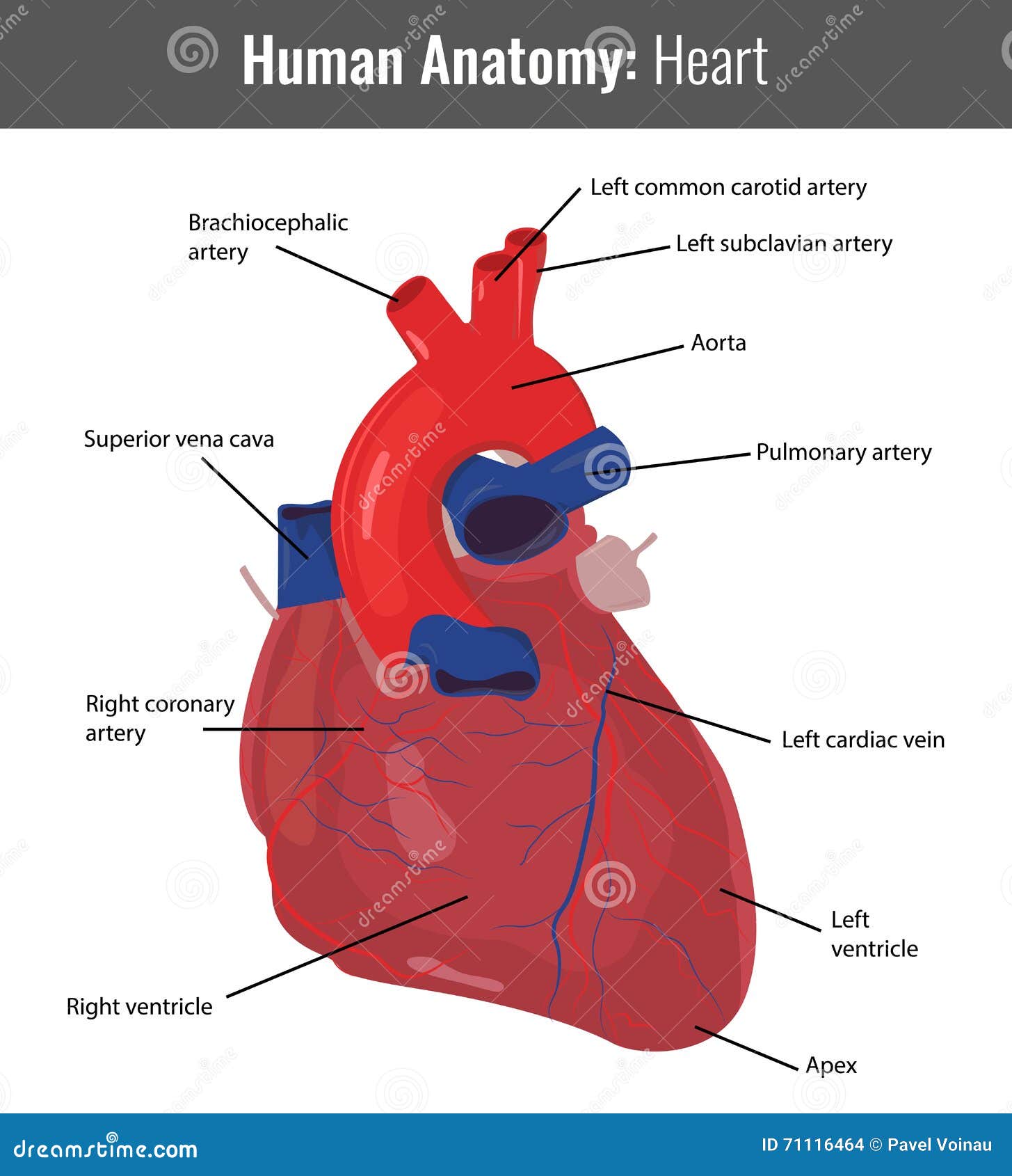 Anatomía Detallada Del Corazón Humano Vector Médico Ilustración del ...