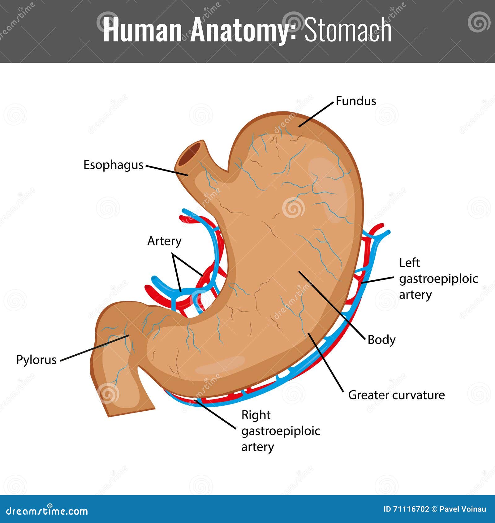 Anatomía Detallada Del Estómago Humano Vector Médico Ilustración del ...