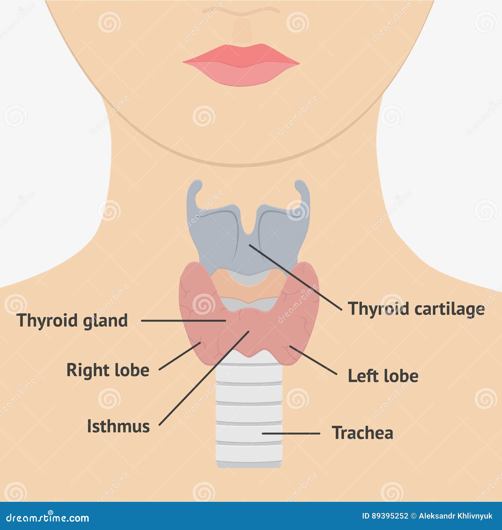 Anatomía Humana De La Laringe Stock de ilustración - Ilustración de ...