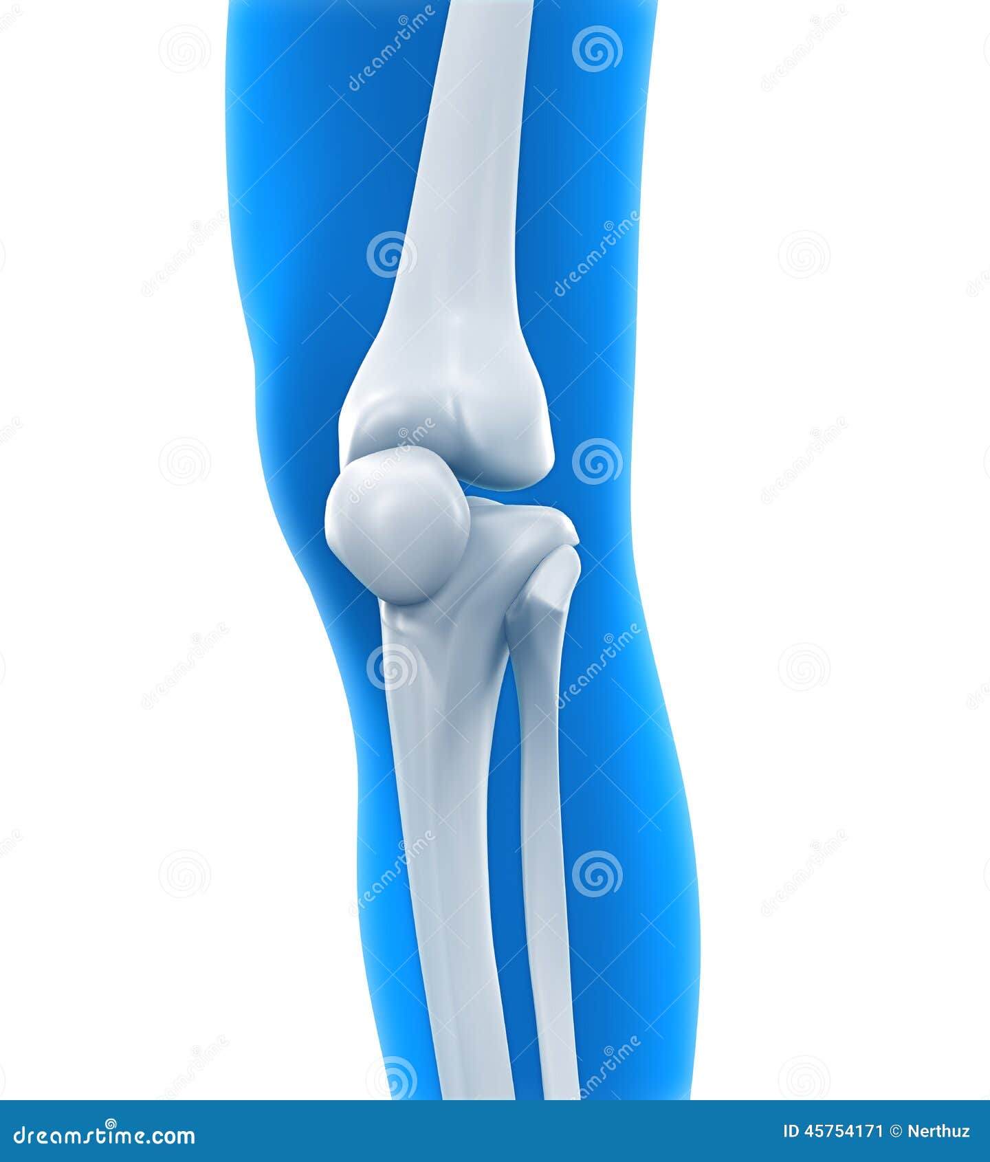 Anatomía Humana De La Rodilla Stock de ilustración - Ilustración de ...