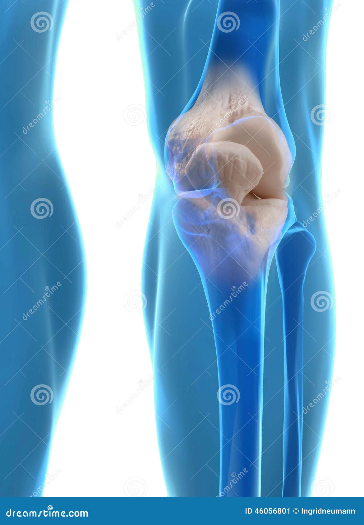 Anatomía Humana De La Rodilla Stock de ilustración - Ilustración de ...
