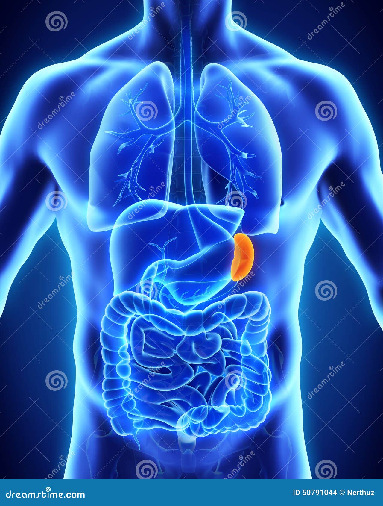 Anatomía humana del bazo stock de ilustración. Ilustración de medicina ...