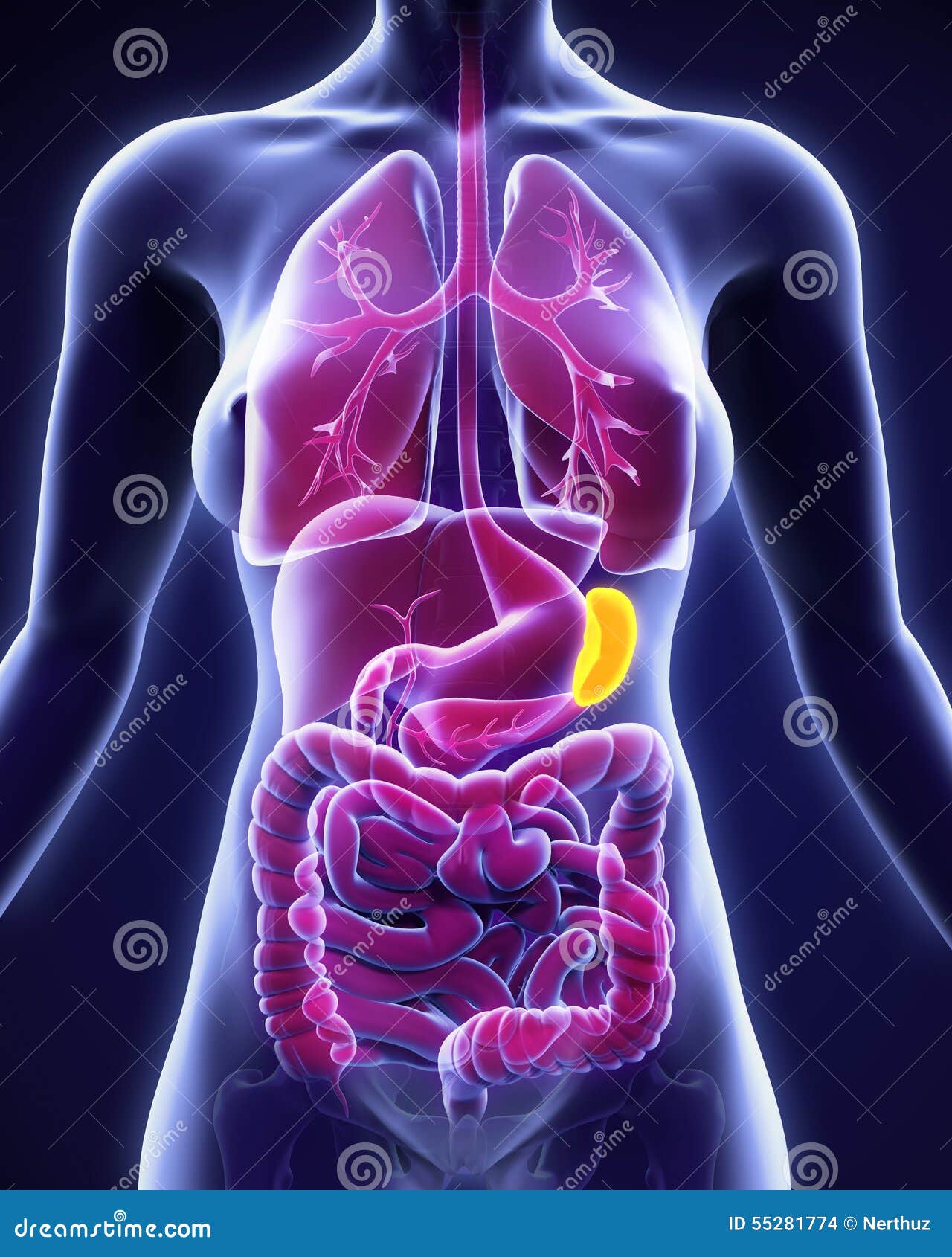 Anatomía humana del bazo stock de ilustración. Ilustración de abdominal ...