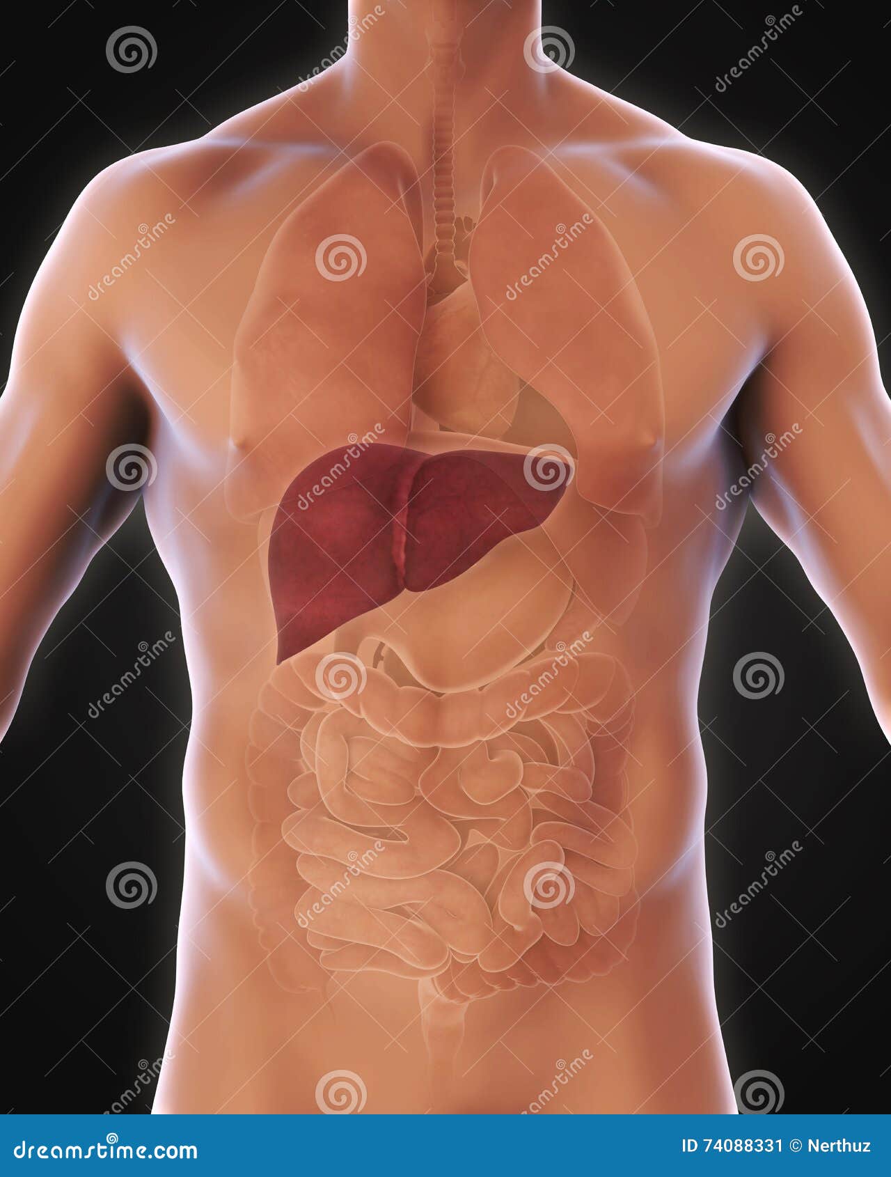 Anatomía humana del hígado stock de ilustración. Ilustración de ...