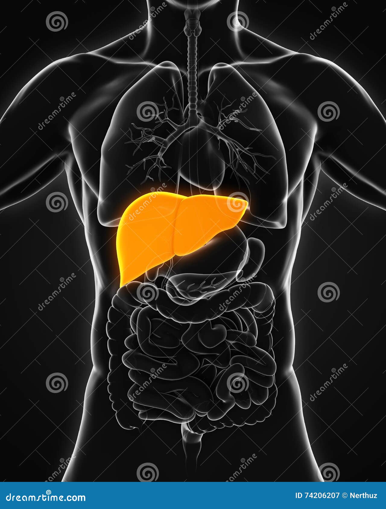 Anatomía humana del hígado stock de ilustración. Ilustración de ...