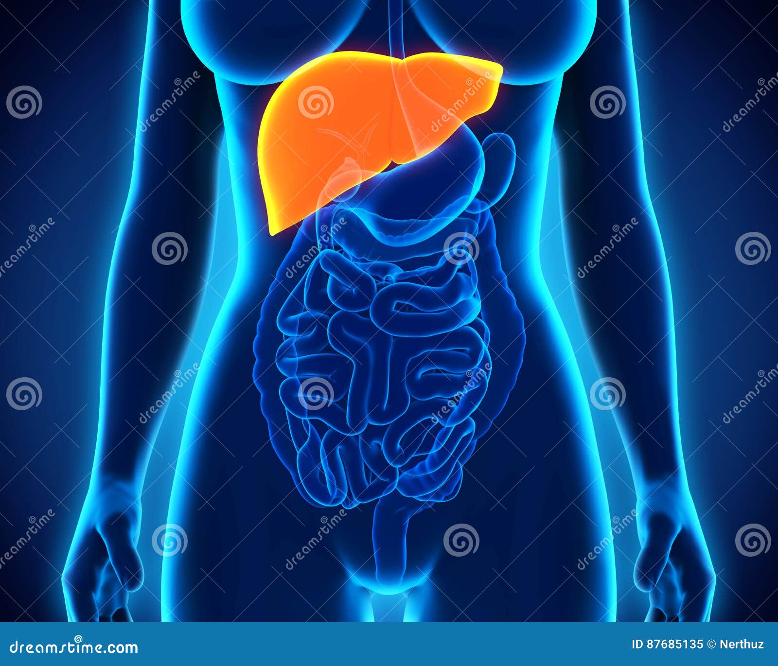 Anatomía humana del hígado stock de ilustración. Ilustración de humano ...