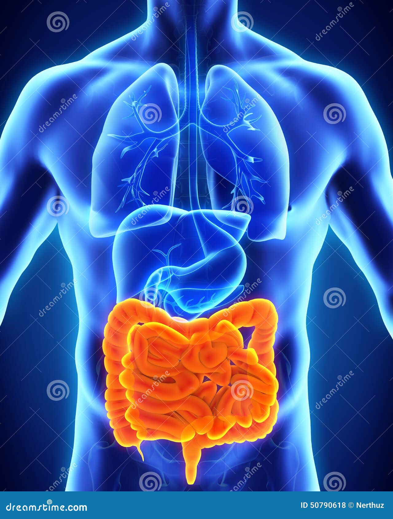 Anatomía Humana Del Intestino Stock de ilustración - Ilustración de ...