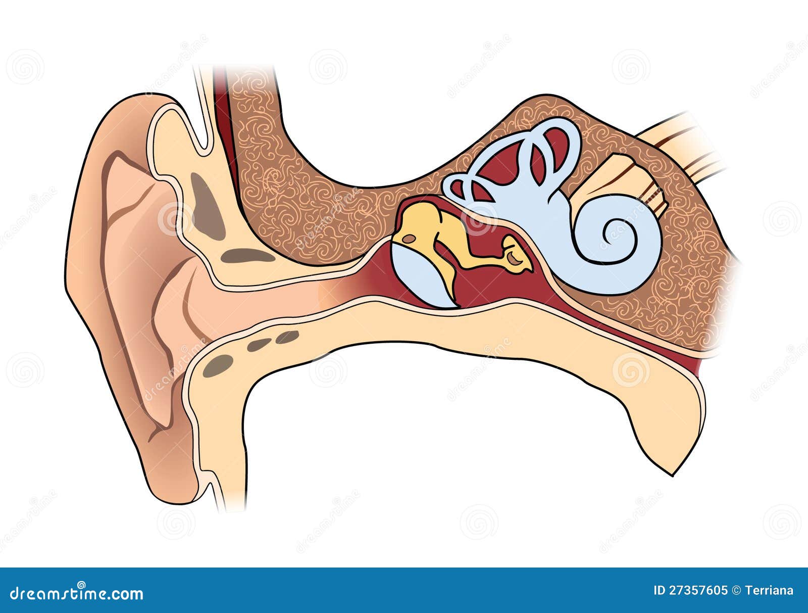 Anatomía Humana Del Oído Foto de archivo libre de regalías - Imagen ...