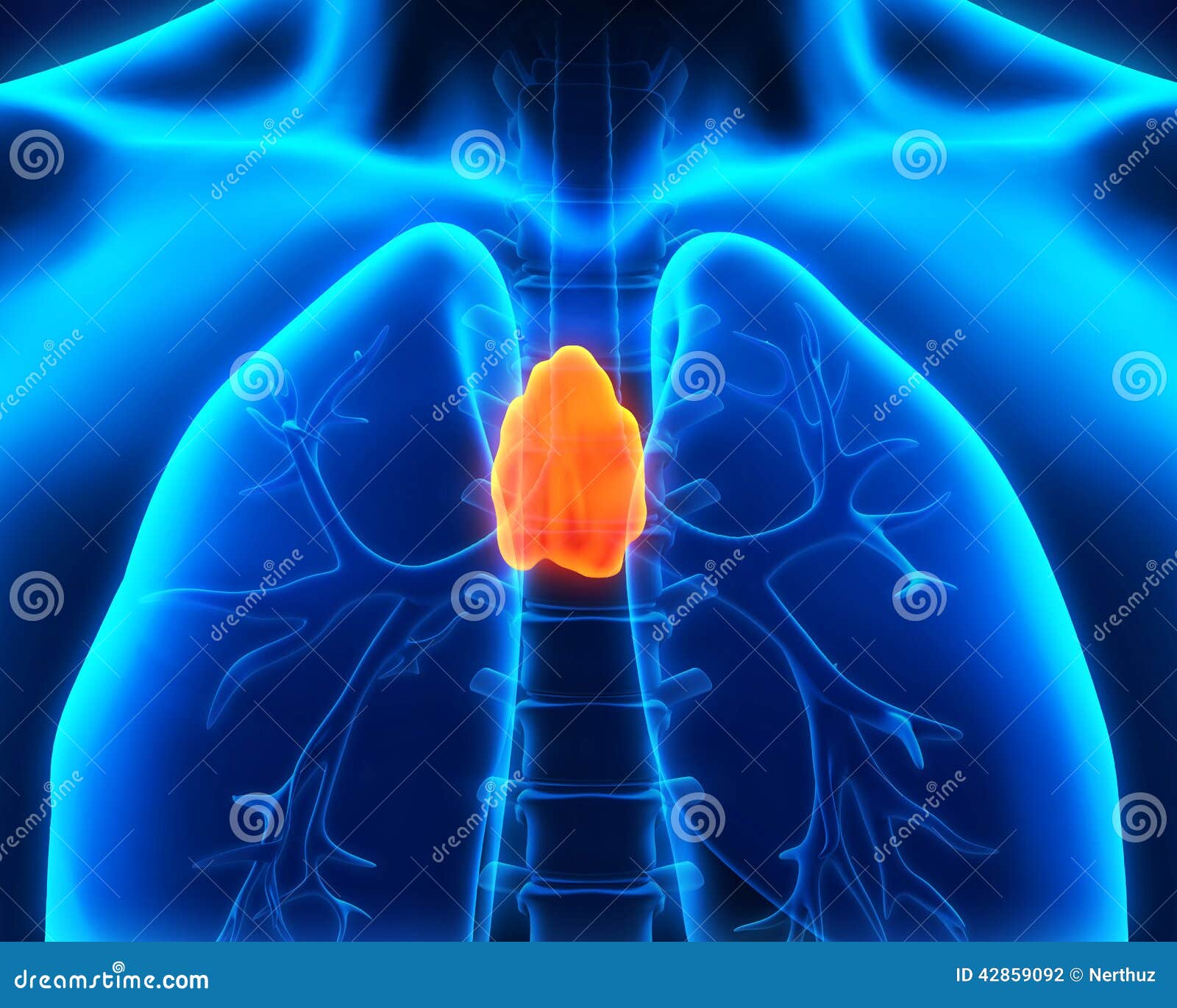 Anatomía Humana Del Timo Stock de ilustración - Imagen: 42859092