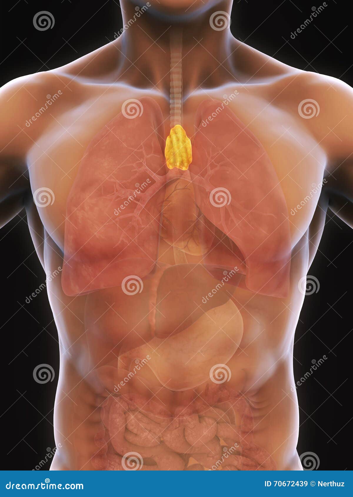 Anatomía humana del timo stock de ilustración. Ilustración de corteza ...