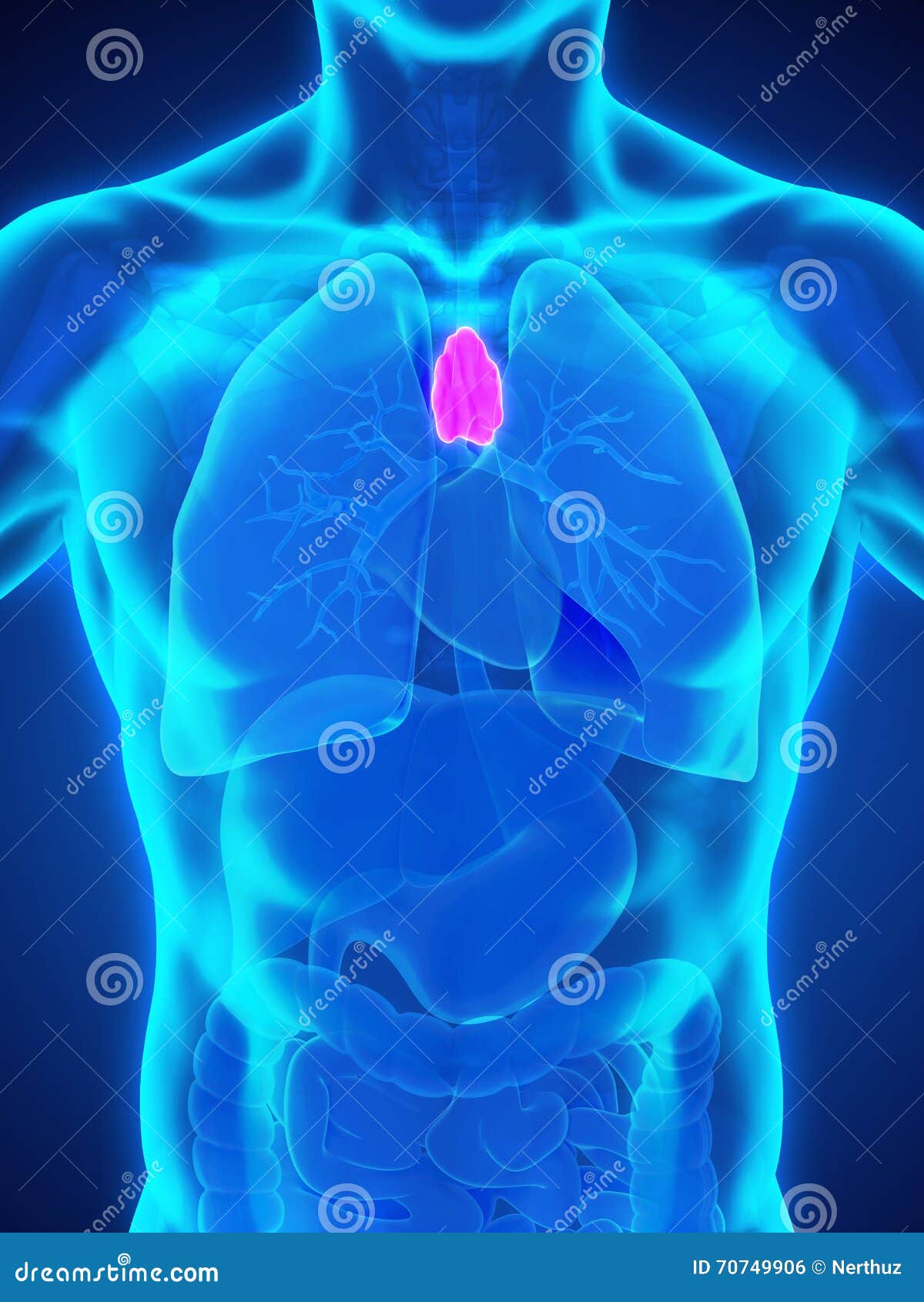 Anatomía humana del timo stock de ilustración. Ilustración de laringe ...