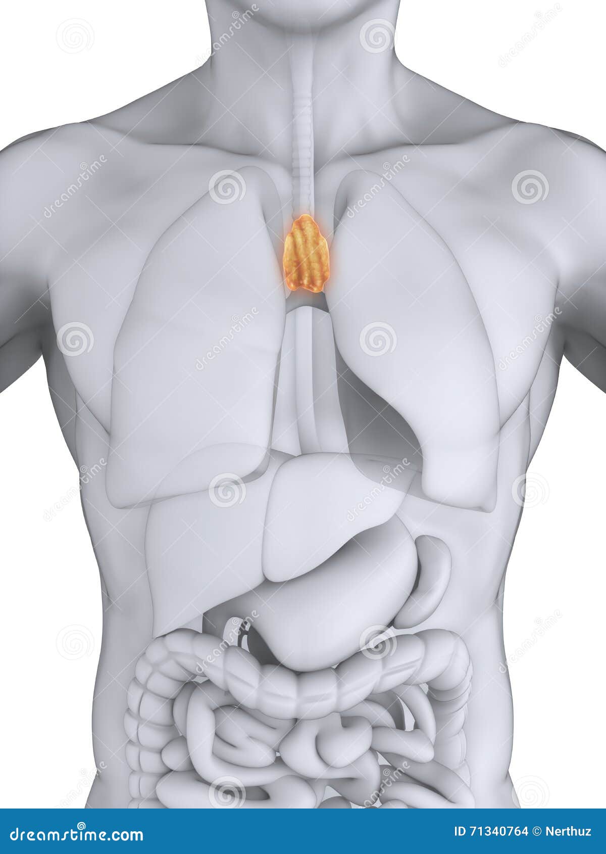 Anatomía humana del timo stock de ilustración. Ilustración de ...